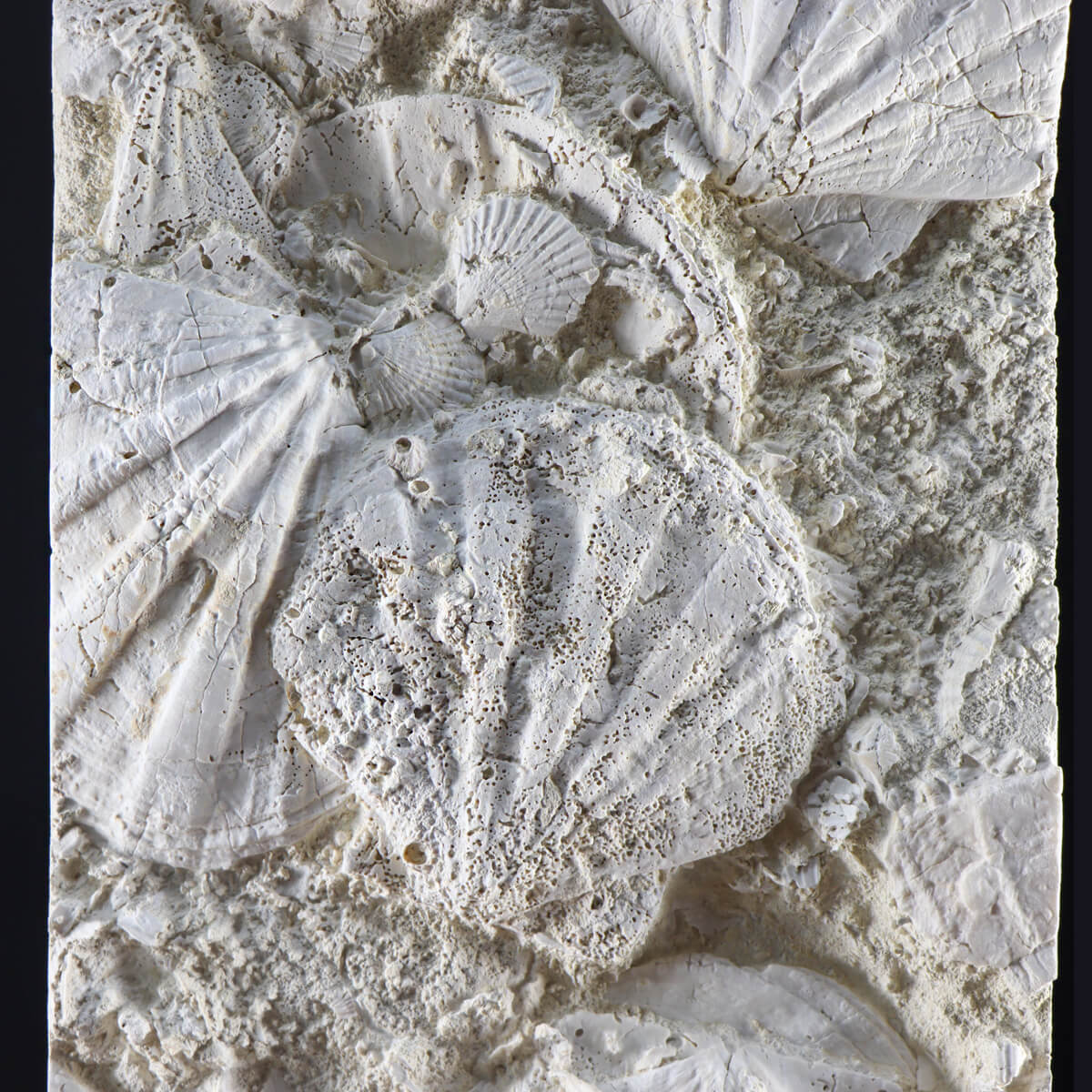 Lastra con Pecten e Balani fossili