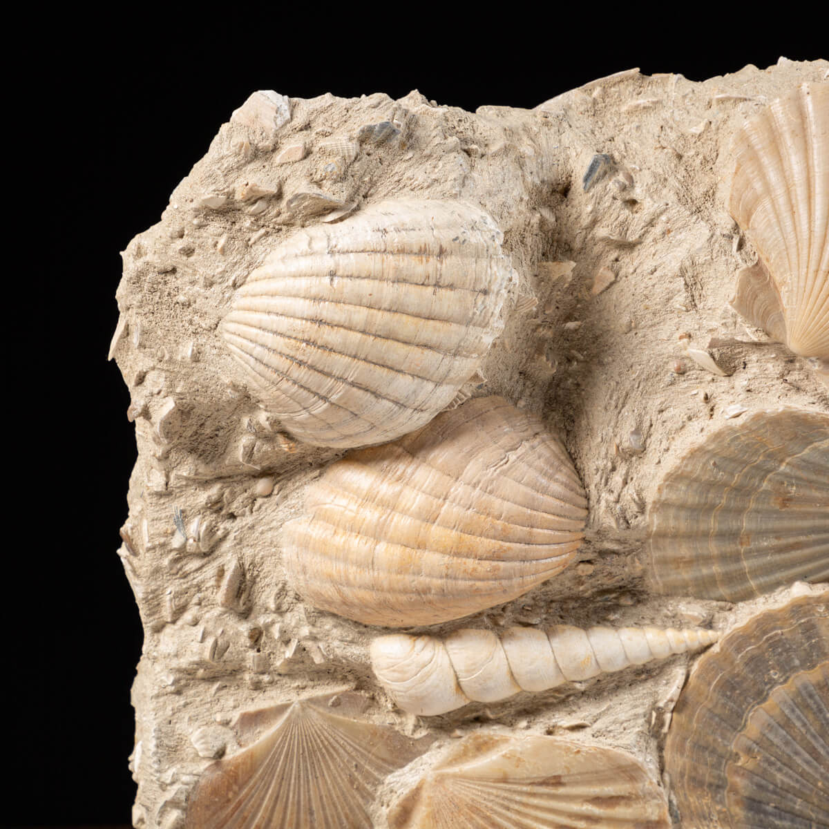 Lastra con conchiglie fossili