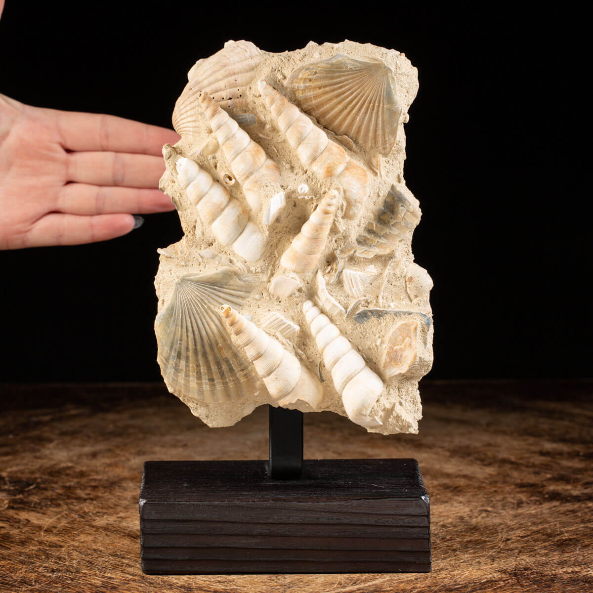 fossiele schelpen in matrix - Pecten en Turritelle - FSS-26