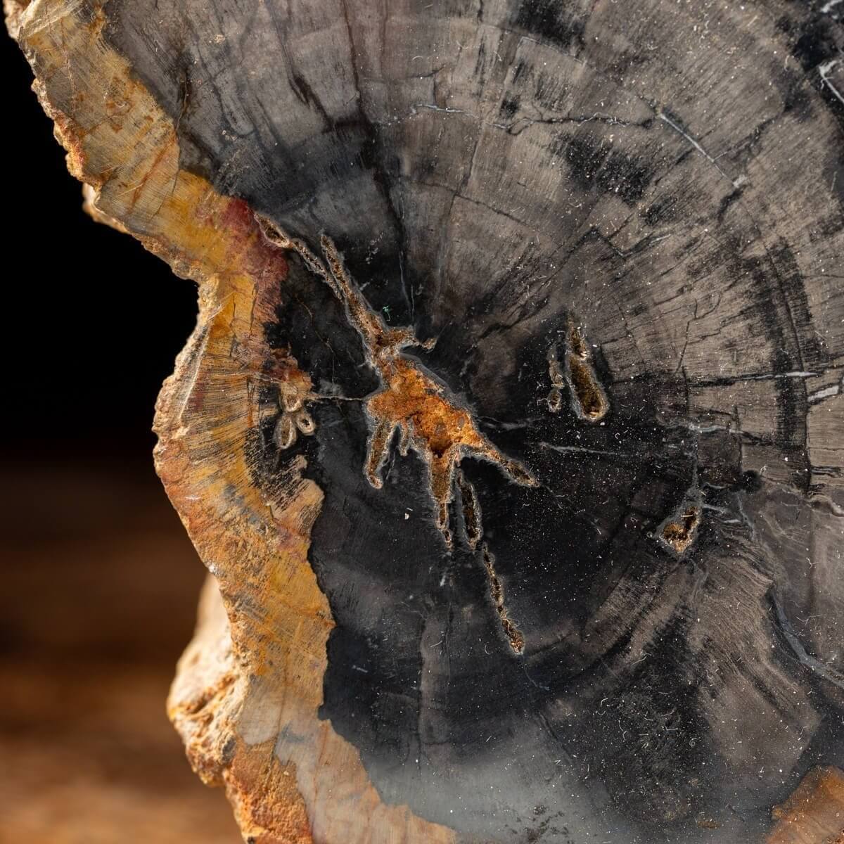 Tronc de bois fossile - Araucaria pétrifié. - LLM-03