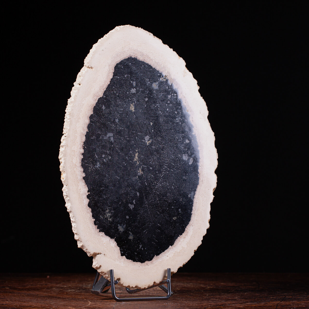 Plaque de Palmier Fossile Palmoxylon - PLI-06