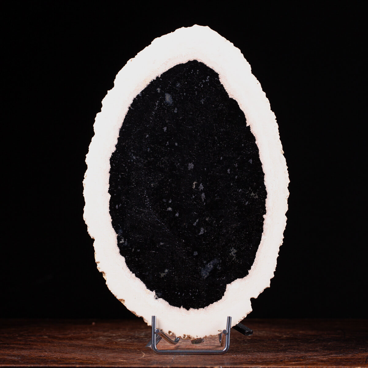 Plaque de Palmier Fossile Palmoxylon - PLI-06