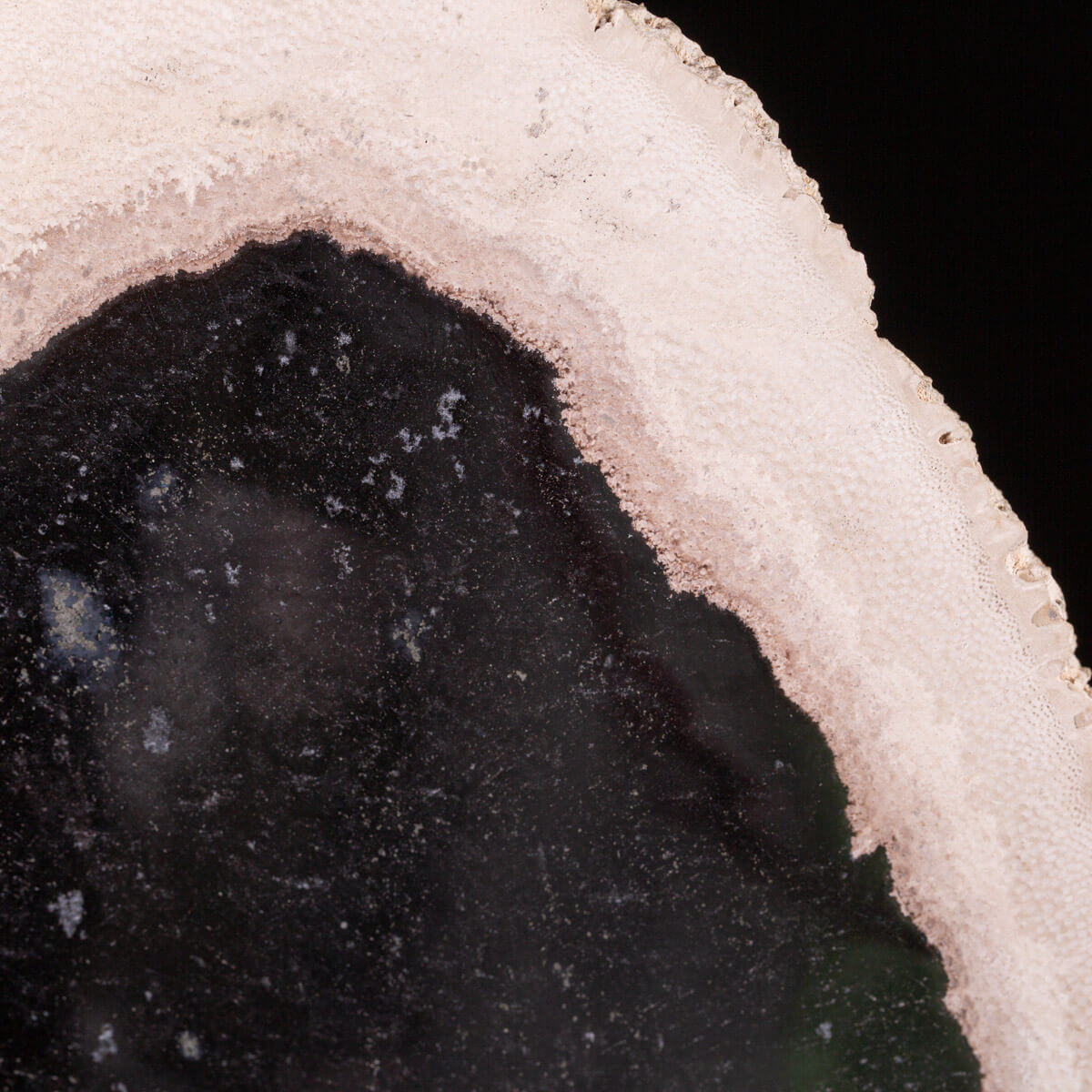 Plaque de Palmier Fossile Palmoxylon - PLI-06