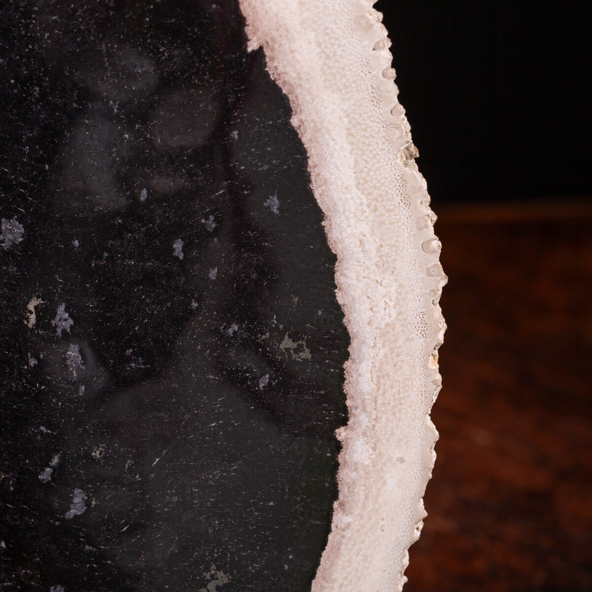 Plaque de Palmier Fossile Palmoxylon - PLI-06