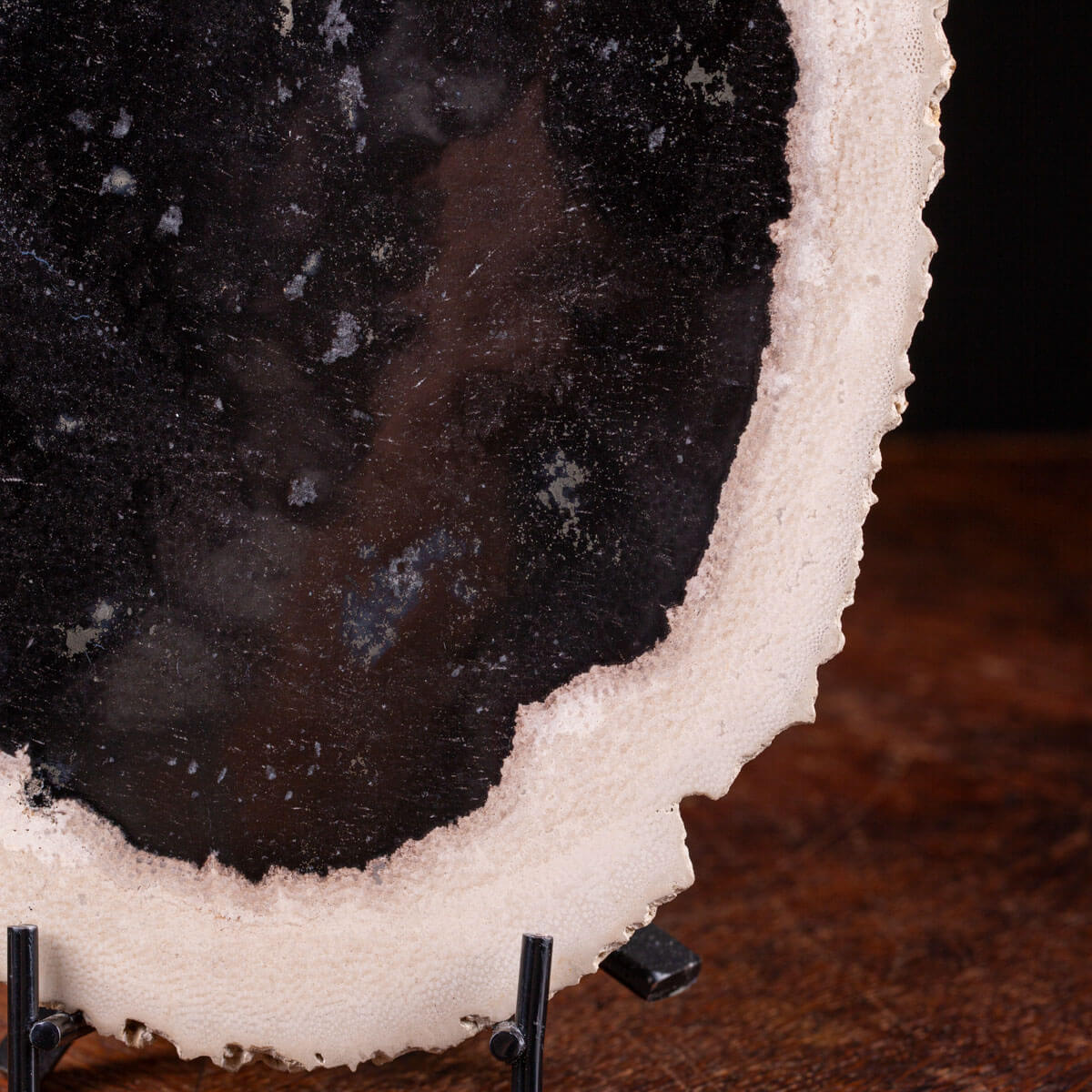 Plaque de Palmier Fossile Palmoxylon - PLI-06