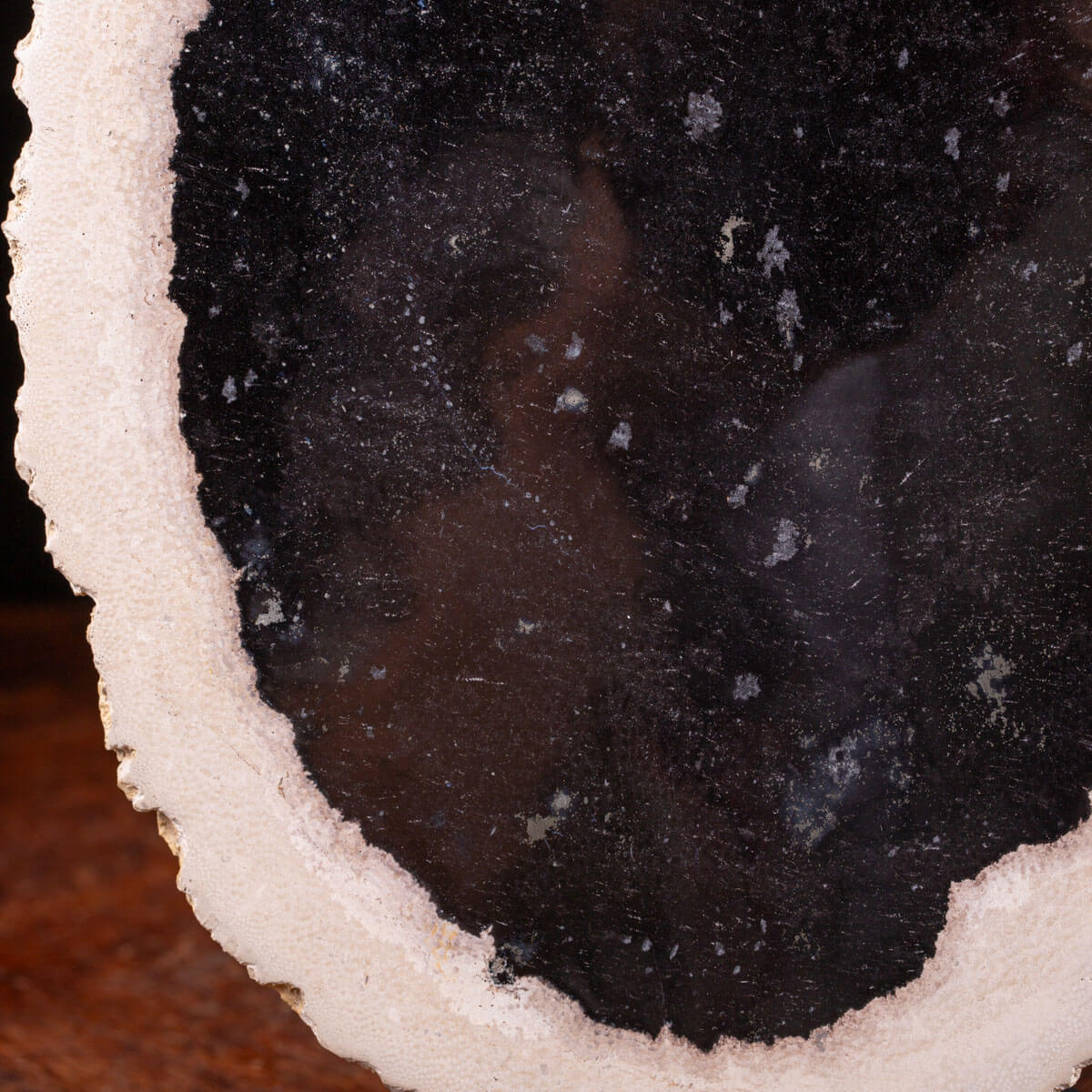 Plaque de Palmier Fossile Palmoxylon - PLI-06