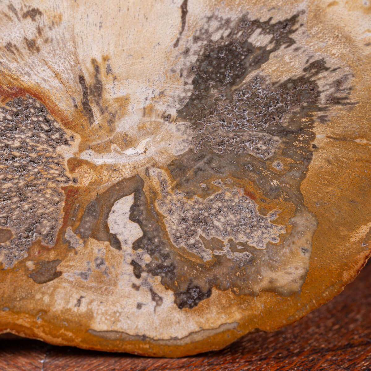 Bois de Palmier Fossile Palmoxylon - PLI-07