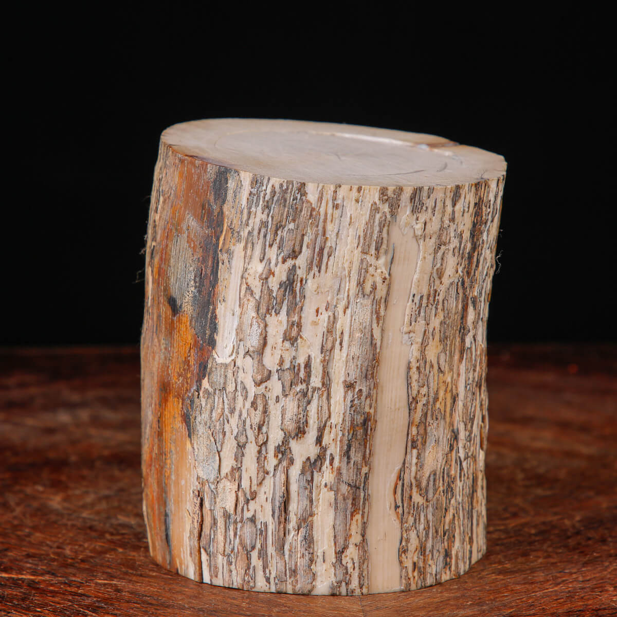 Section of Fossil Mammoth Ivory Tusk. - MMT-61