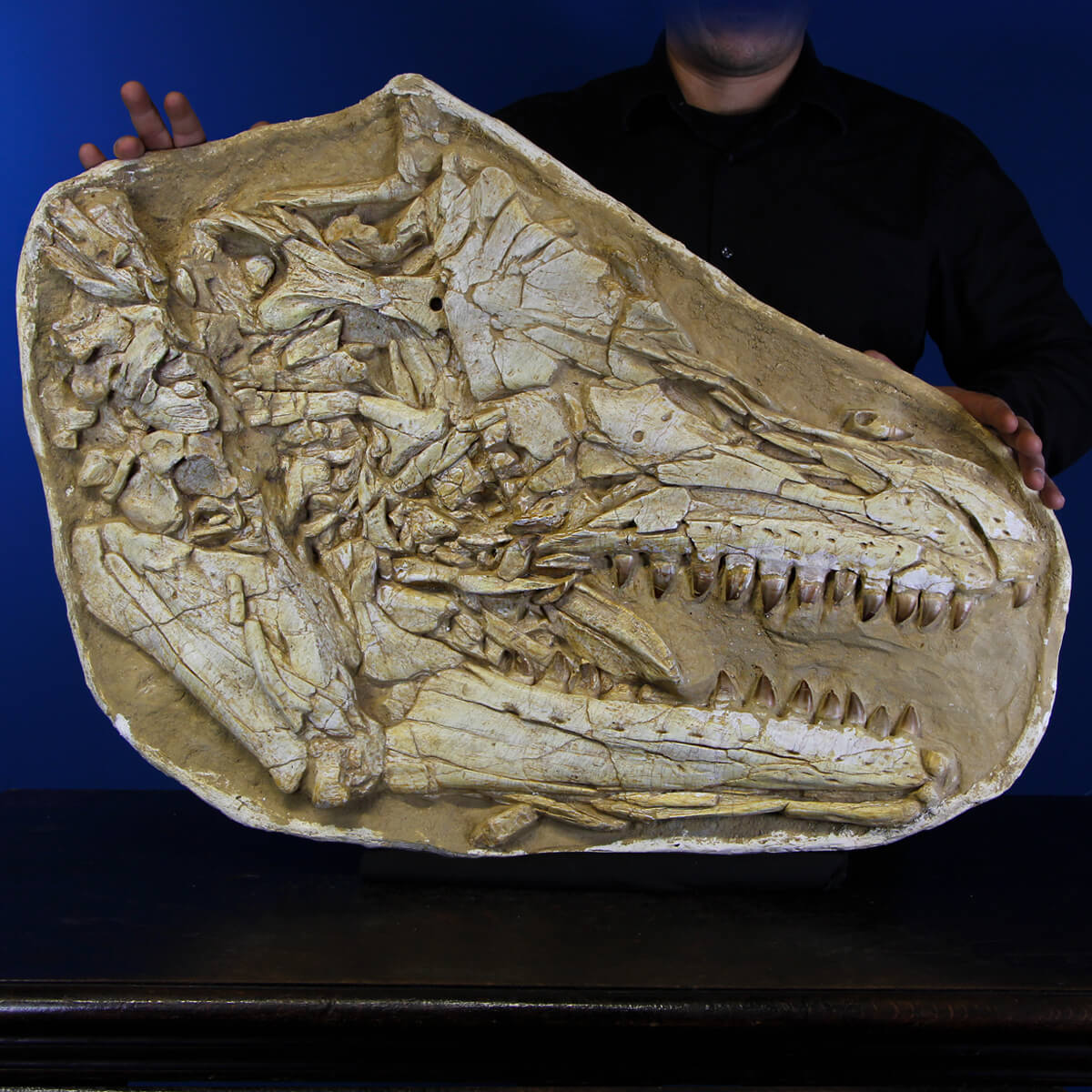 Crâne fossile de Mosasaurus