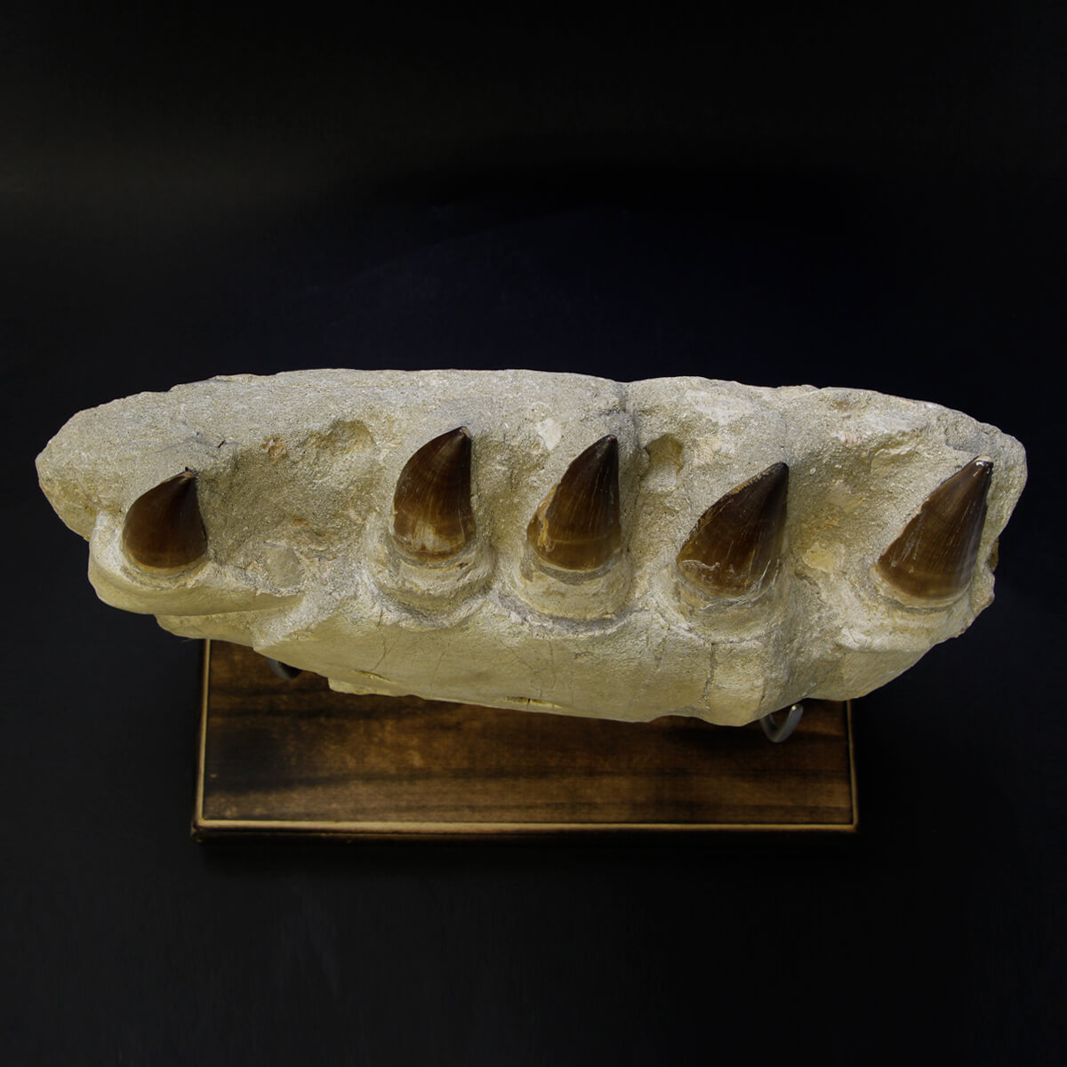 Mascella Mosasaurus