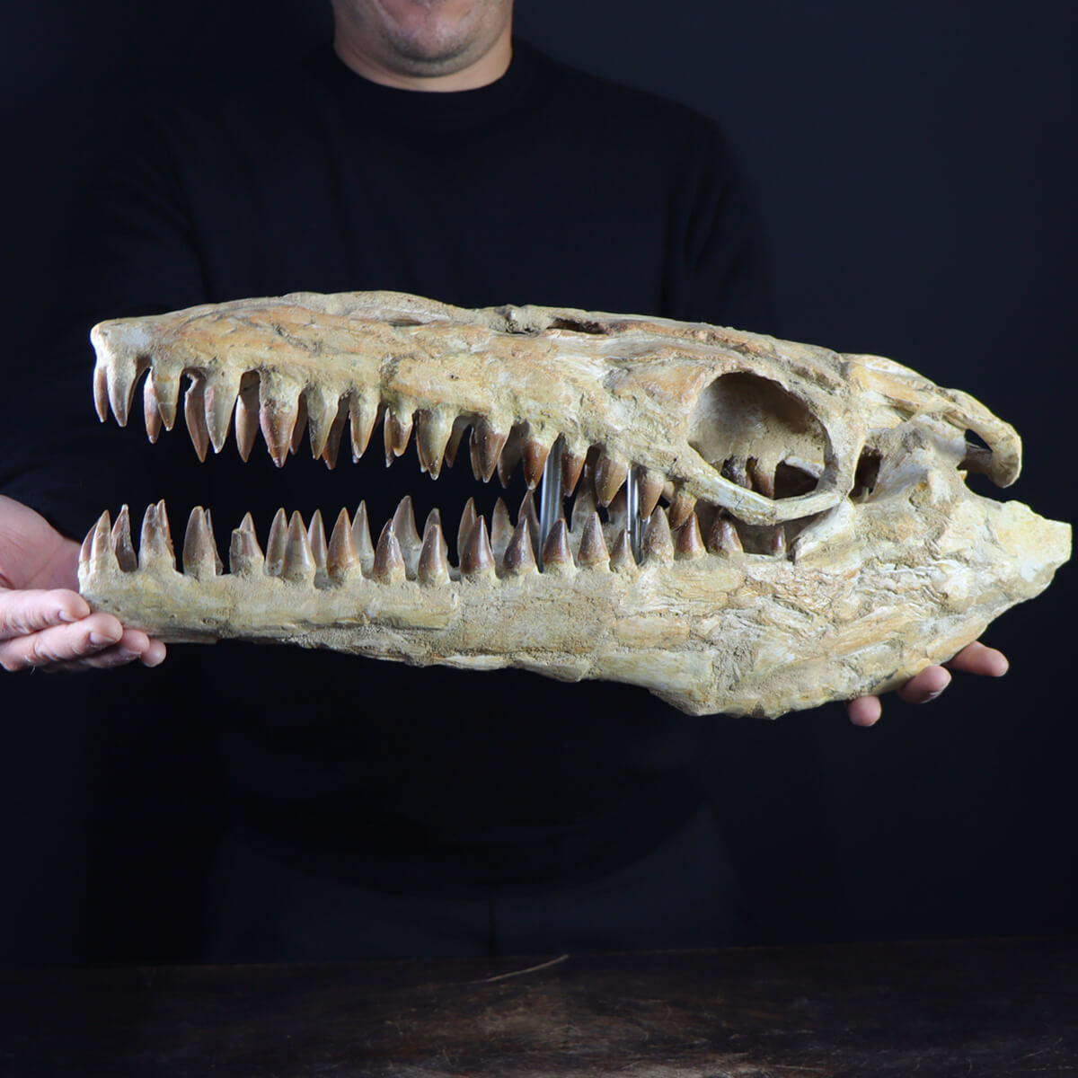 Crâne fossile de Mosasaurus