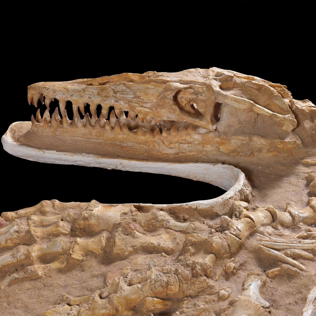 Dinosauro Fossile Mosasaurus