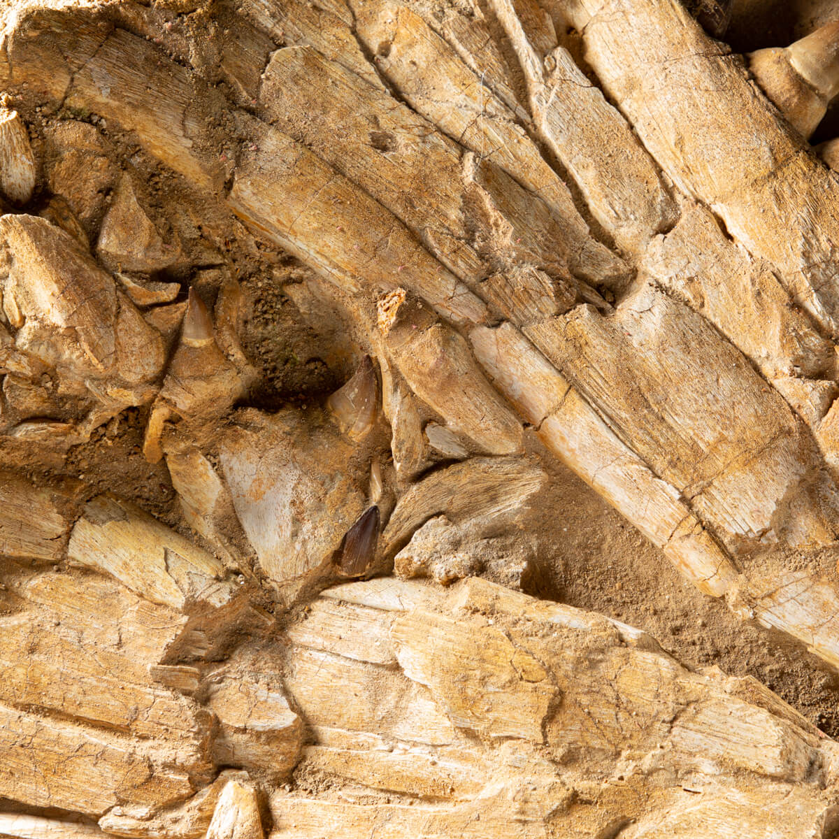 Mascella Fossile Mosasaurus