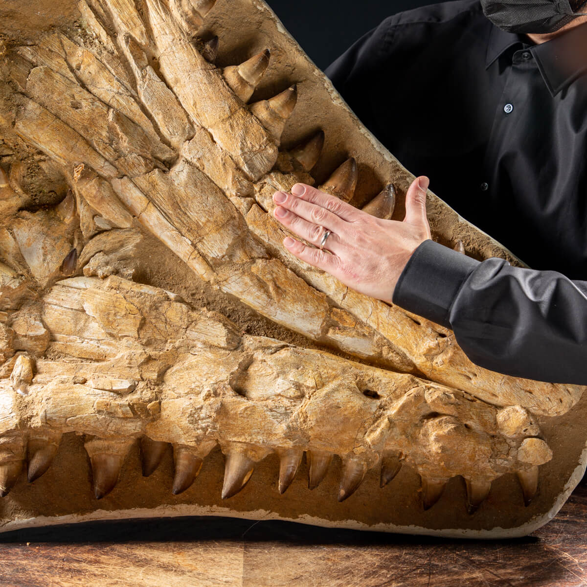 Mascella Fossile Mosasaurus