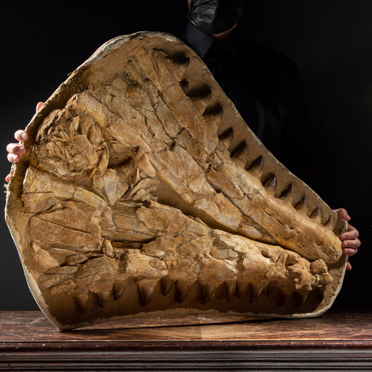 Mascella Fossile Mosasaurus