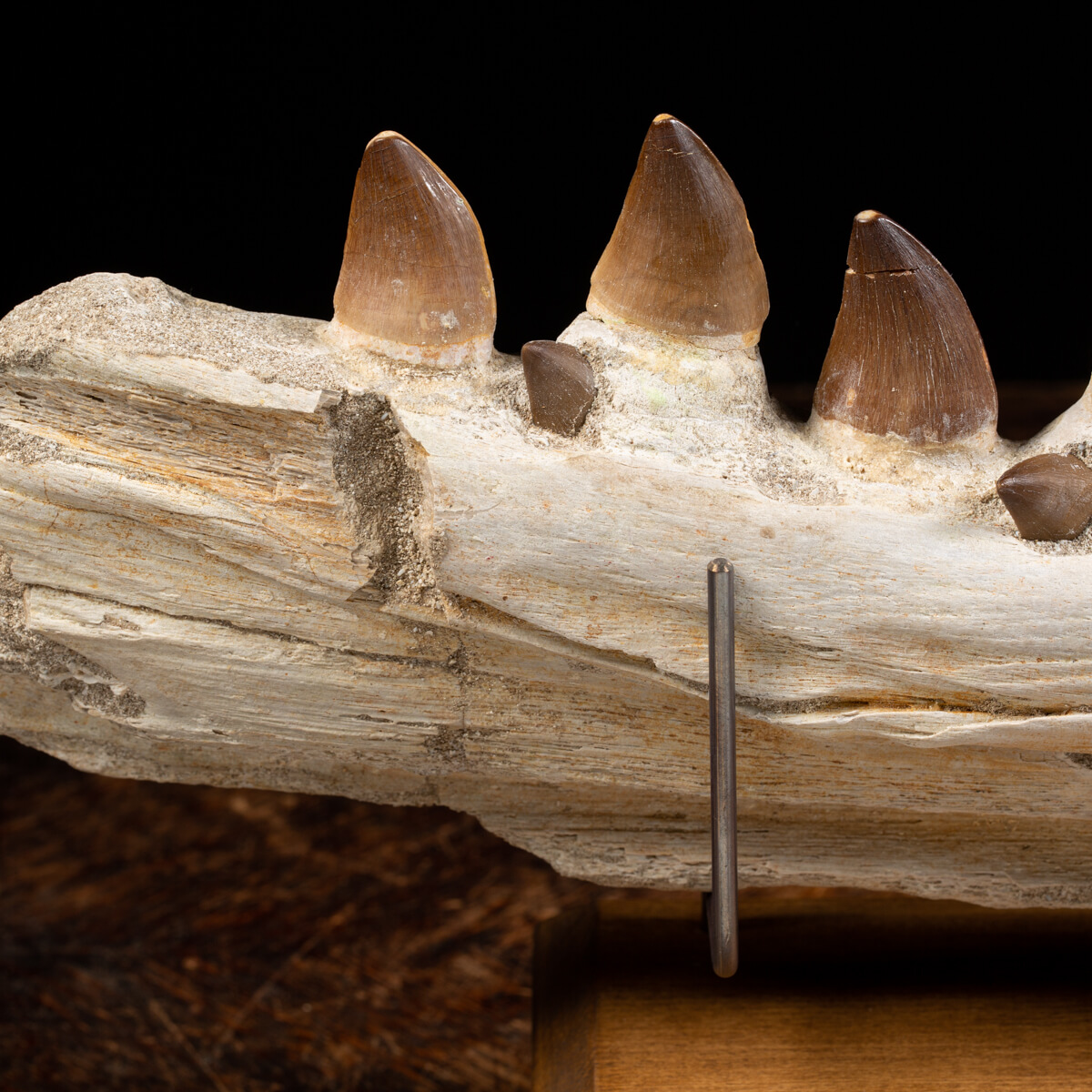 Mascella Mosasaurus