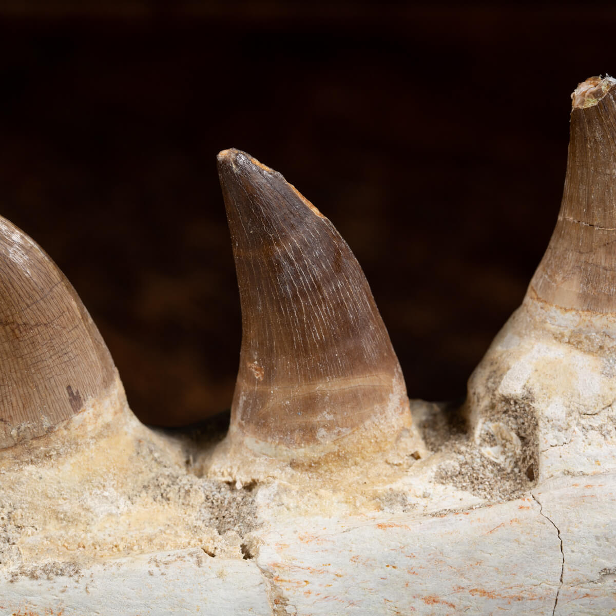 Mascella Mosasaurus