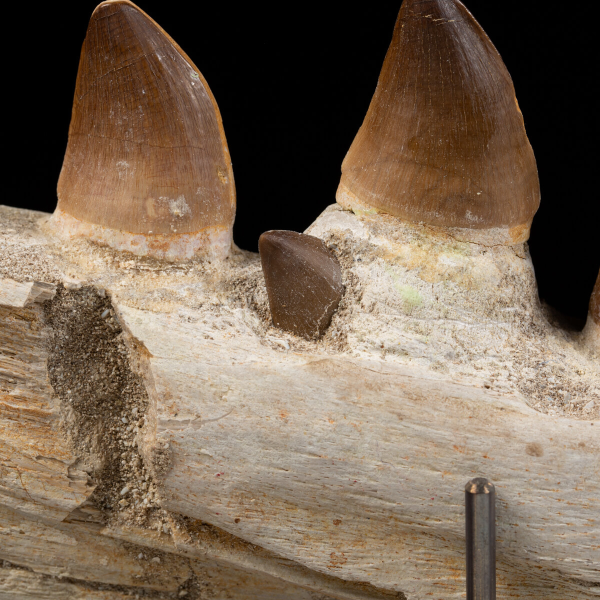 Mascella Mosasaurus