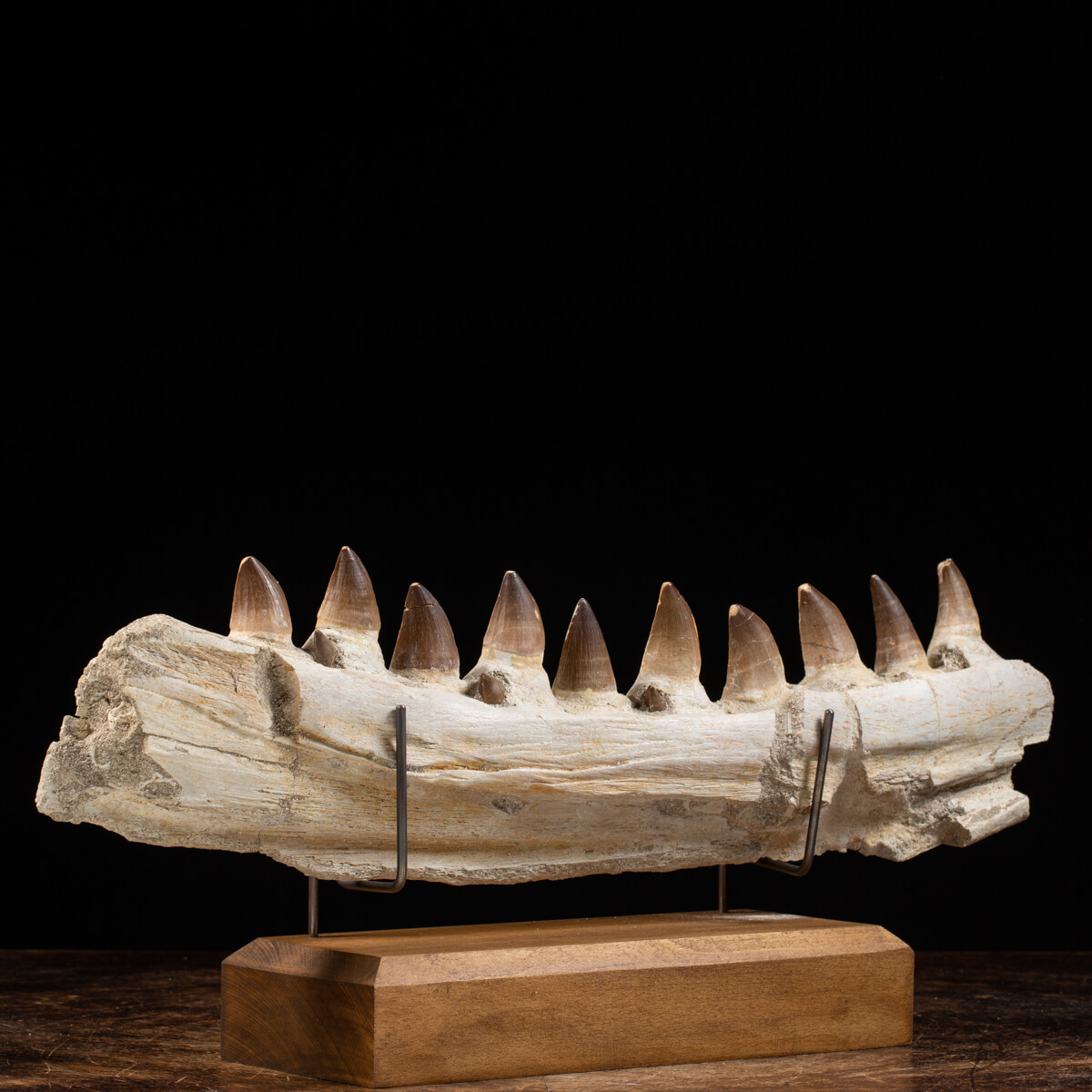 Mascella Mosasaurus