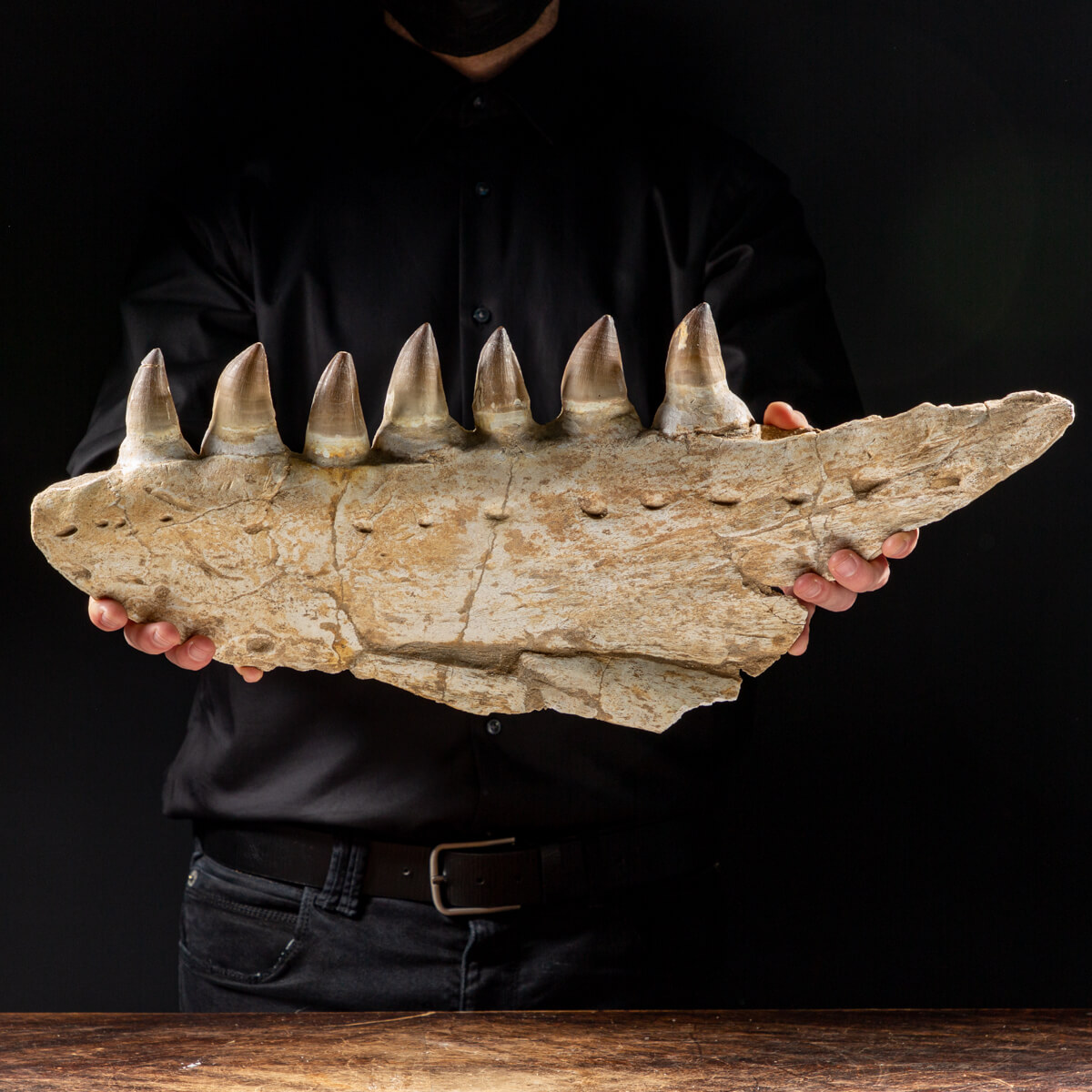Mascella Mosasaurus
