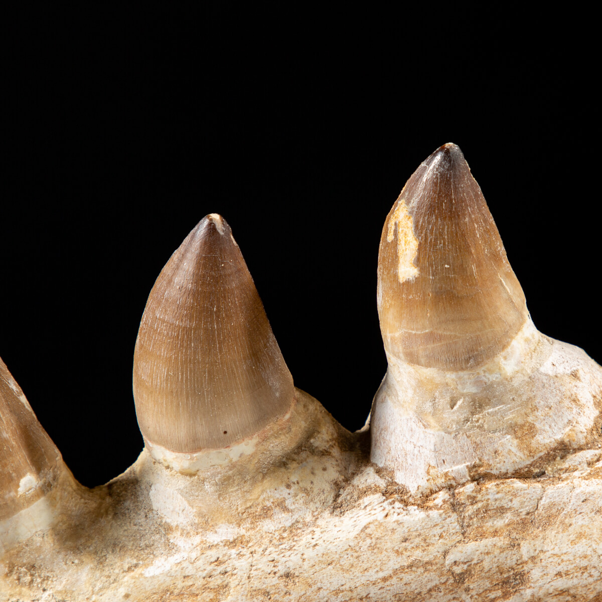 Mascella Mosasaurus