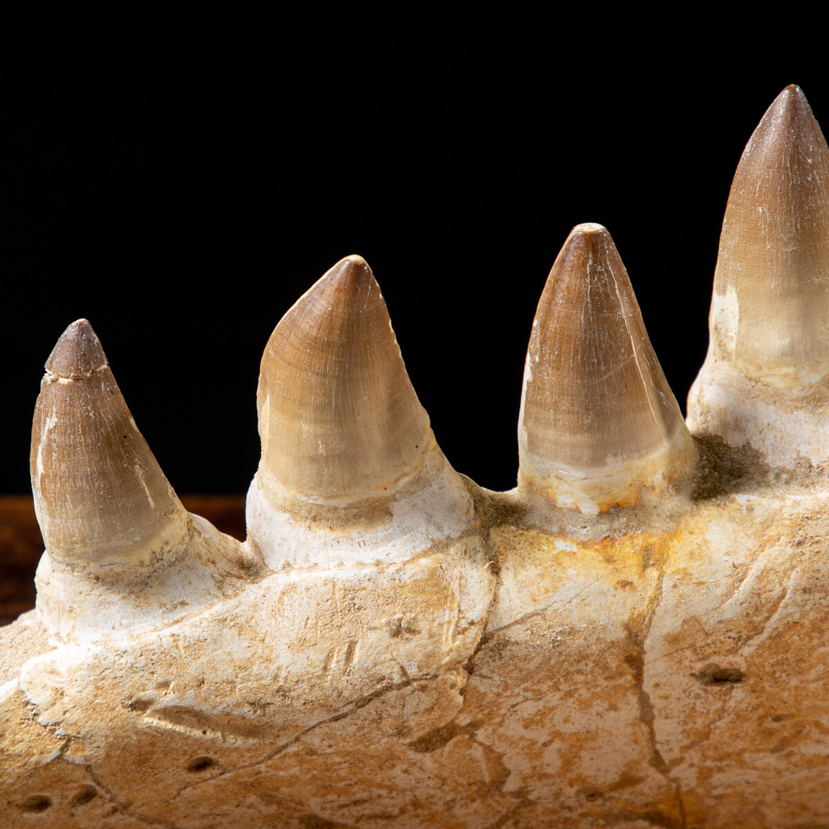 Mascella Mosasaurus