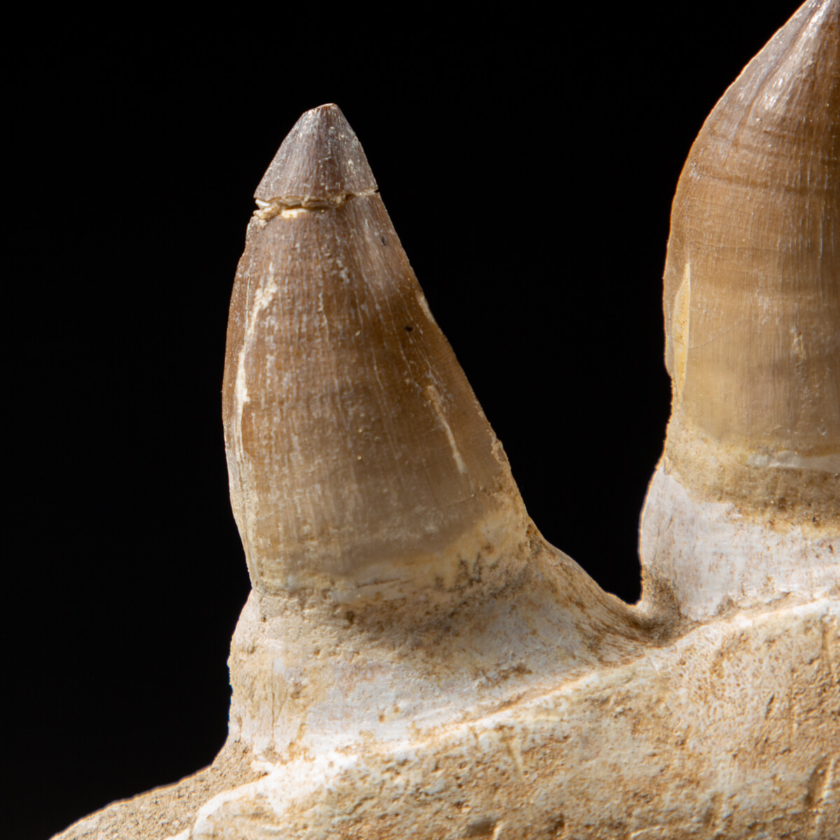 Mascella Mosasaurus