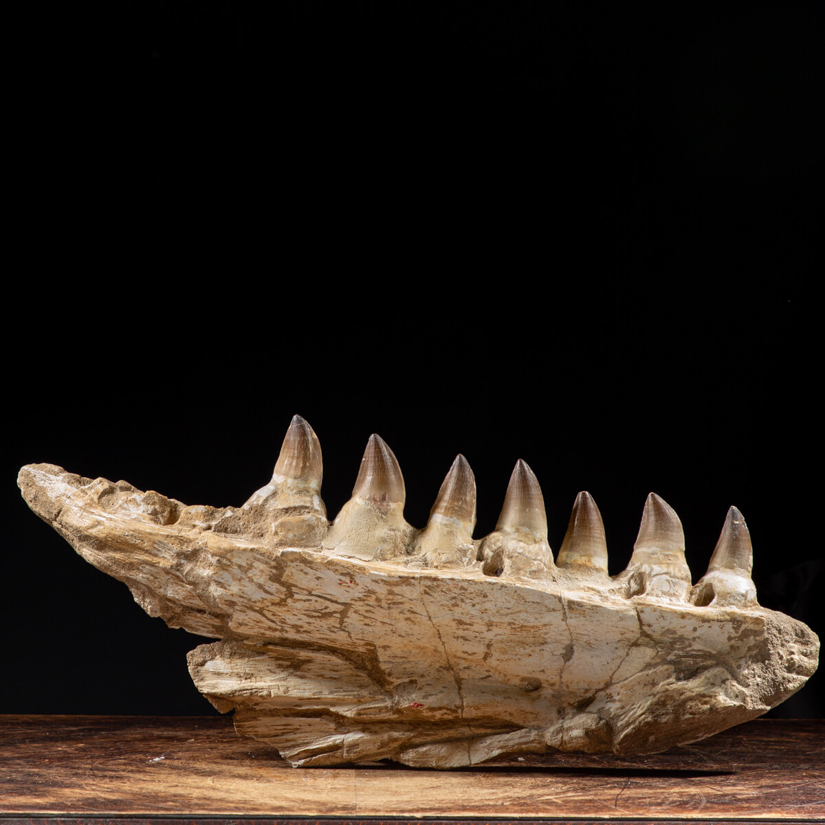 Mascella Mosasaurus