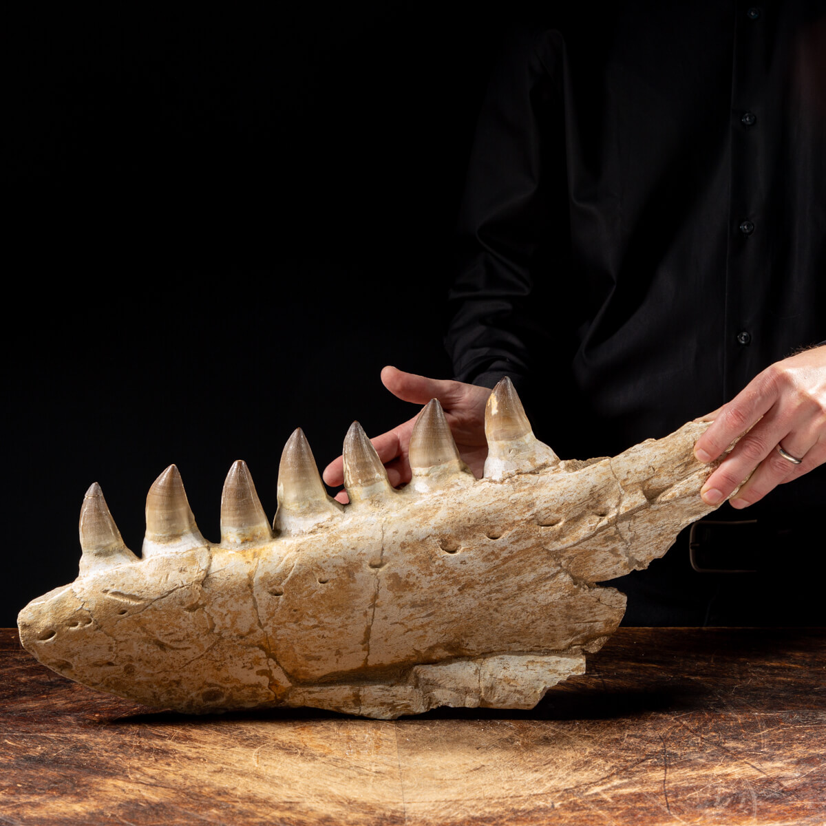 Mascella Mosasaurus