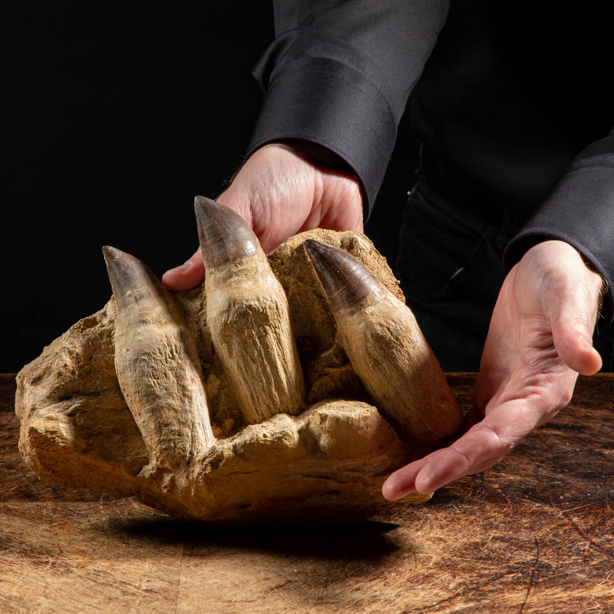 Mosasaurus-Zähne auf Matrix