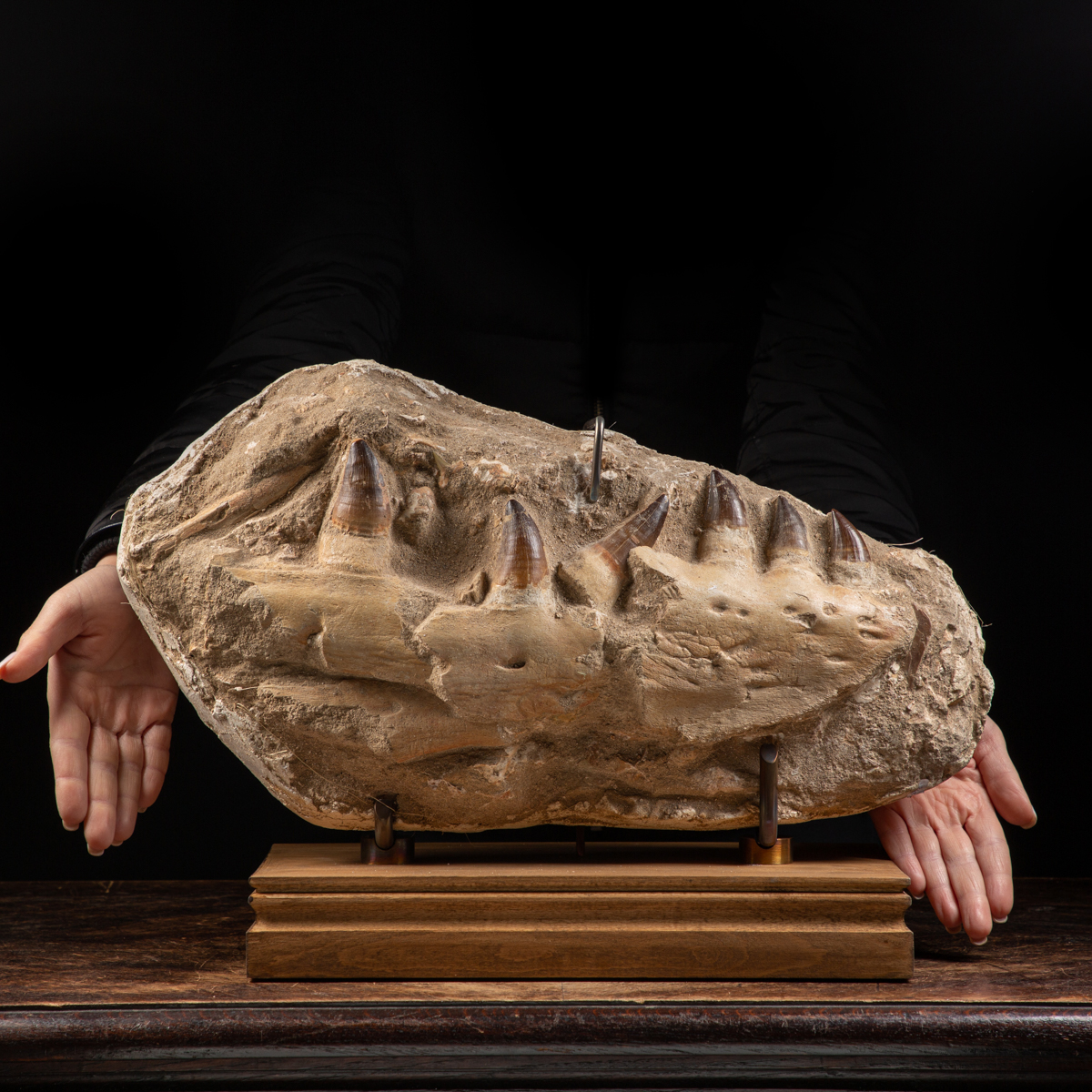 Mâchoire fossile de Mosasaurus