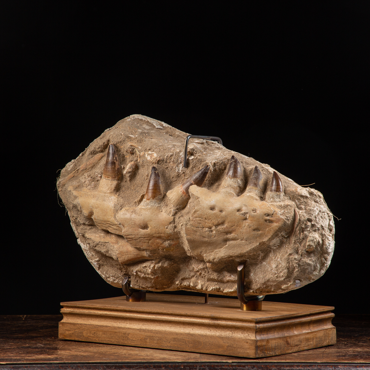 Mâchoire fossile de Mosasaurus