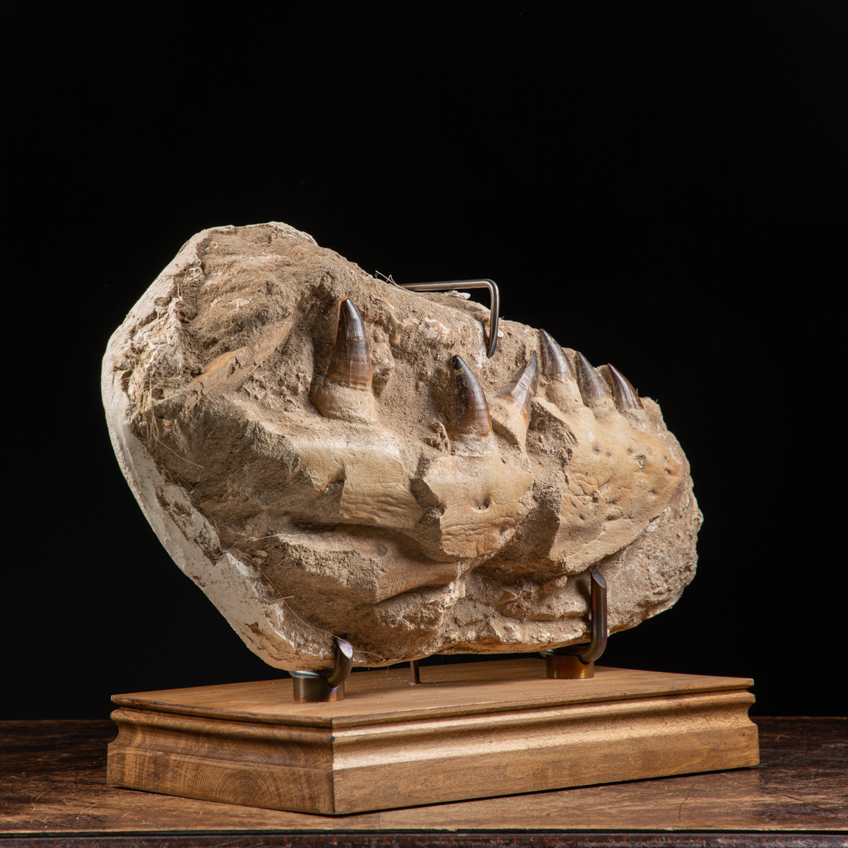 Mâchoire fossile de Mosasaurus