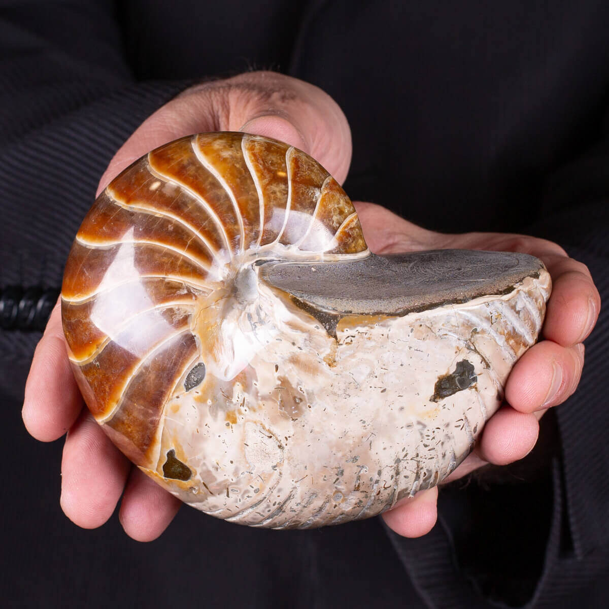 Fossile Nautilus - Espèce de Cymatoceras