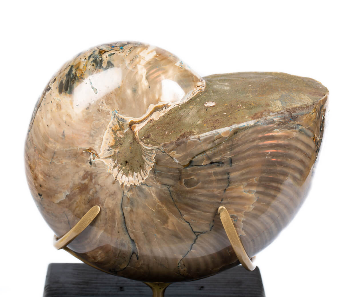 Fossiles Nautiloid
