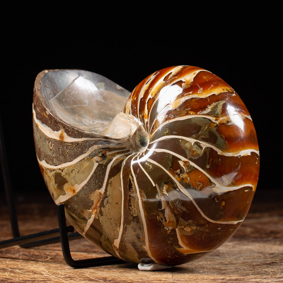 Fossiles Nautiloid - Madagaskar