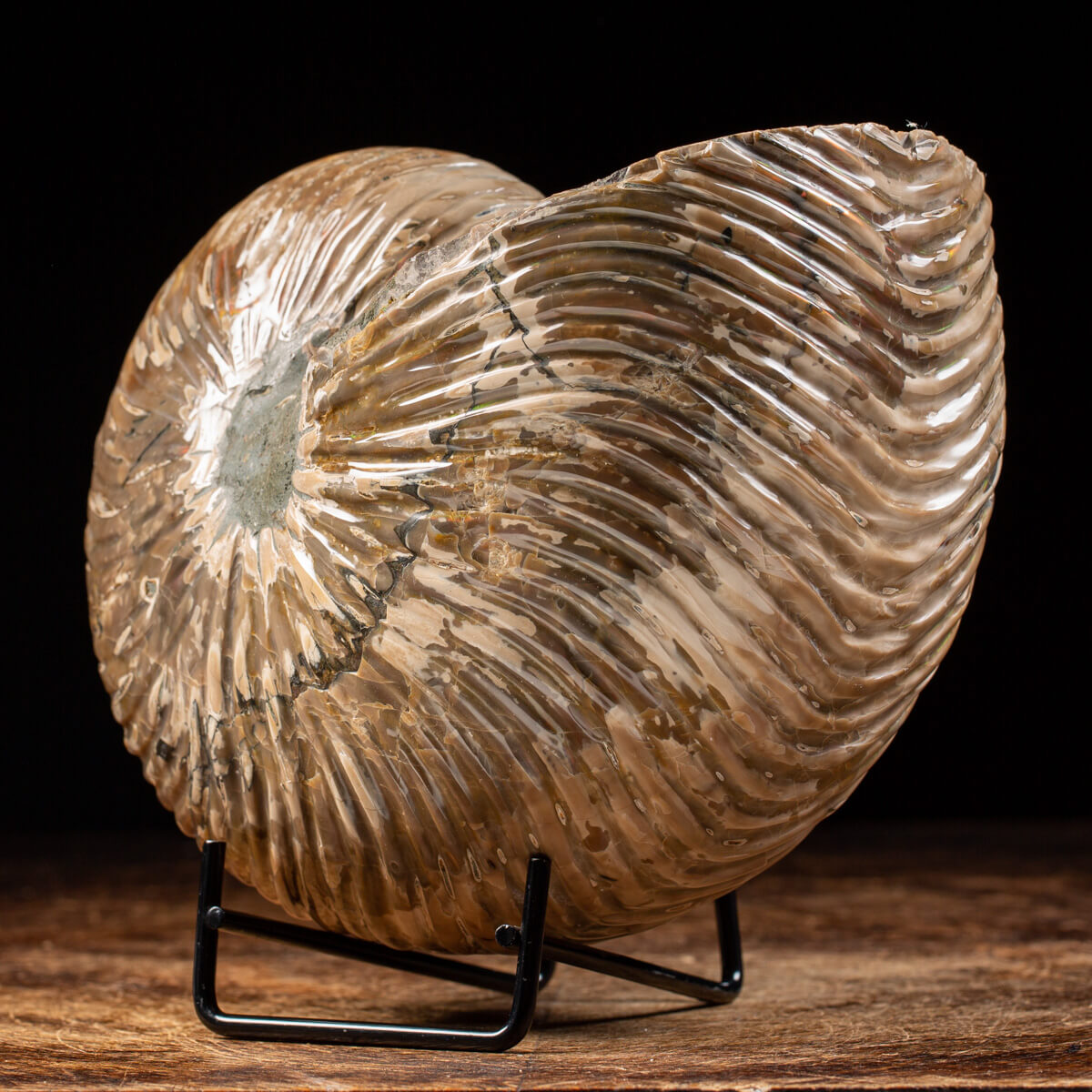 Fossiles Nautiloid - Madagaskar
