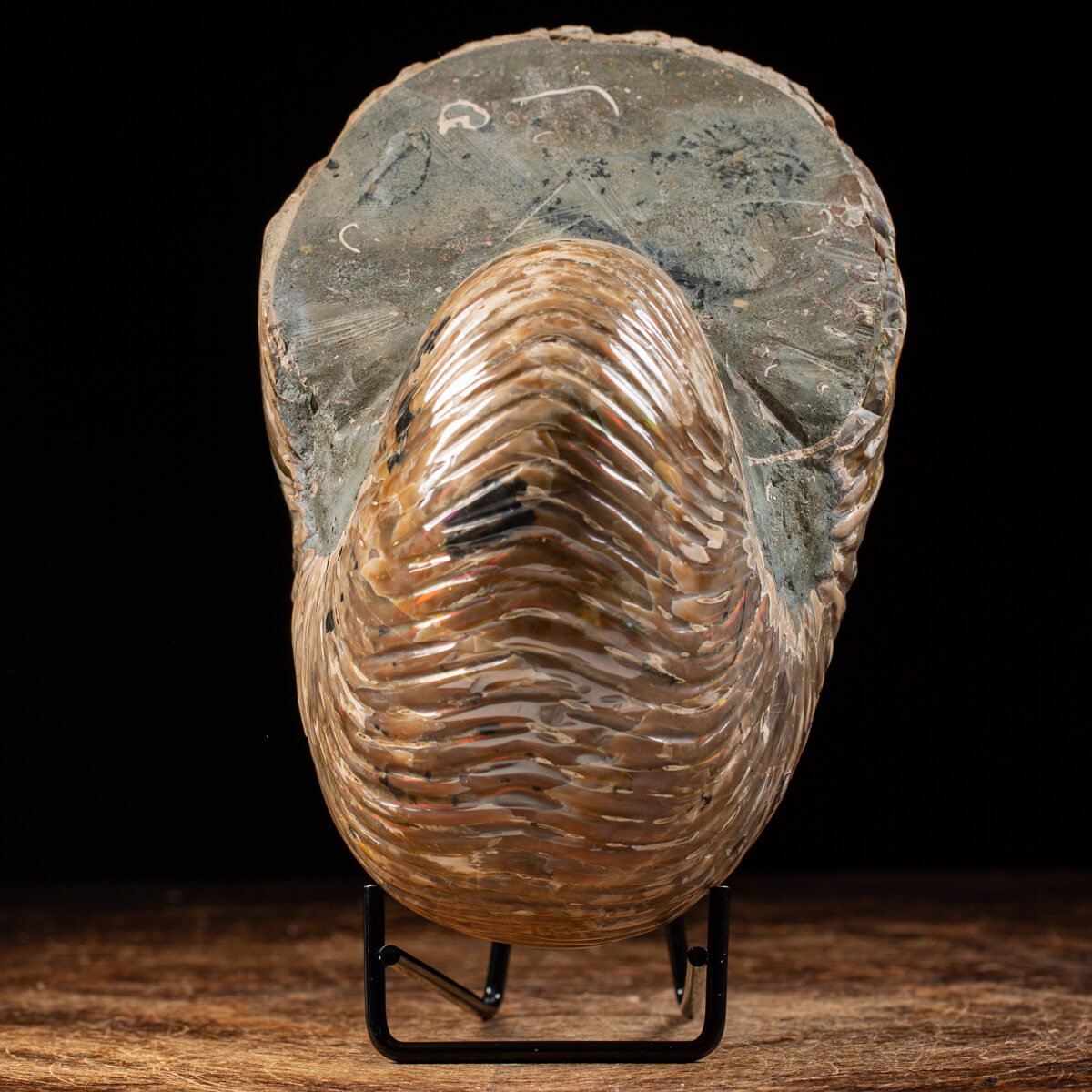 Fossiles Nautiloid - Madagaskar