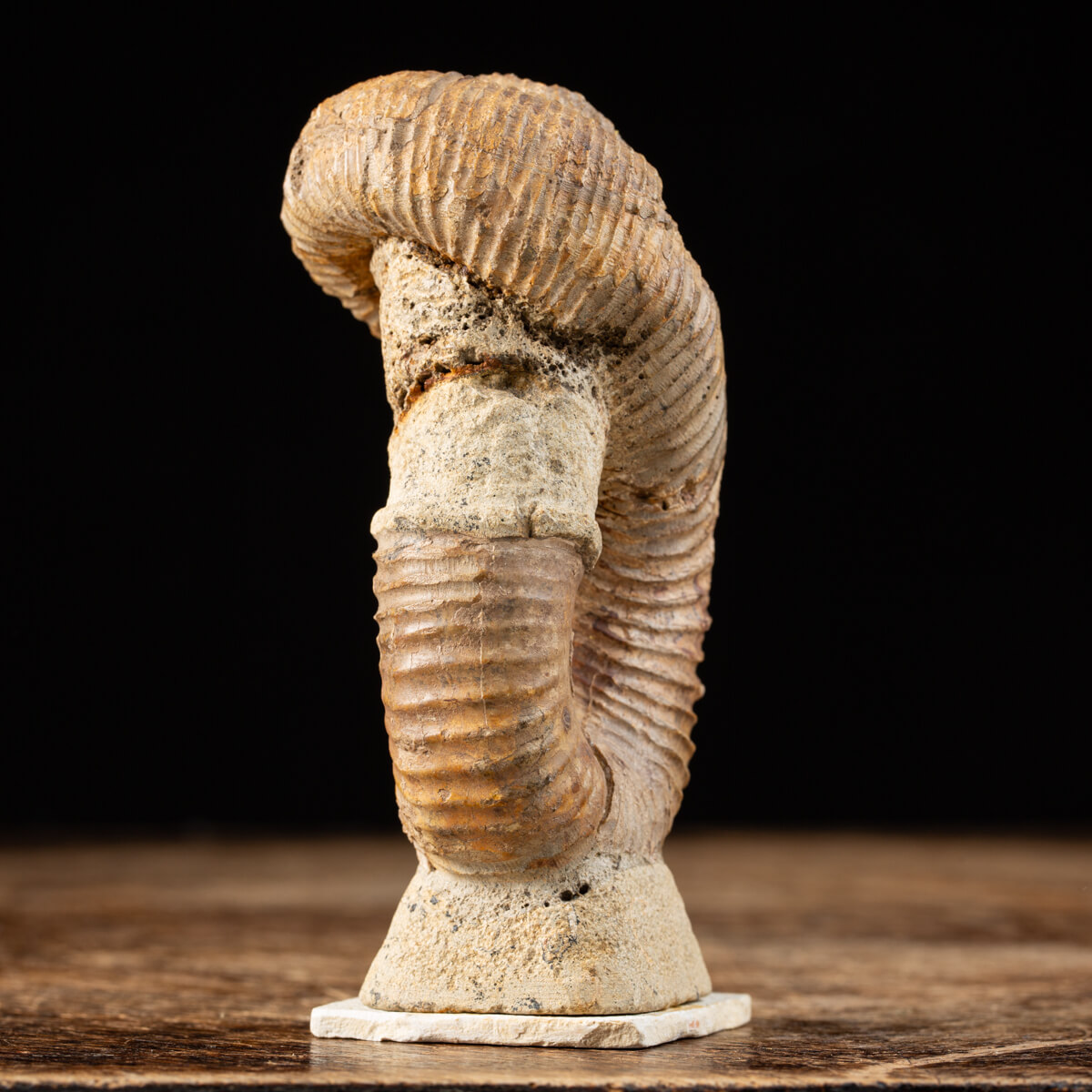 Ammonite Nostoceras Malagasyense - Madagascar