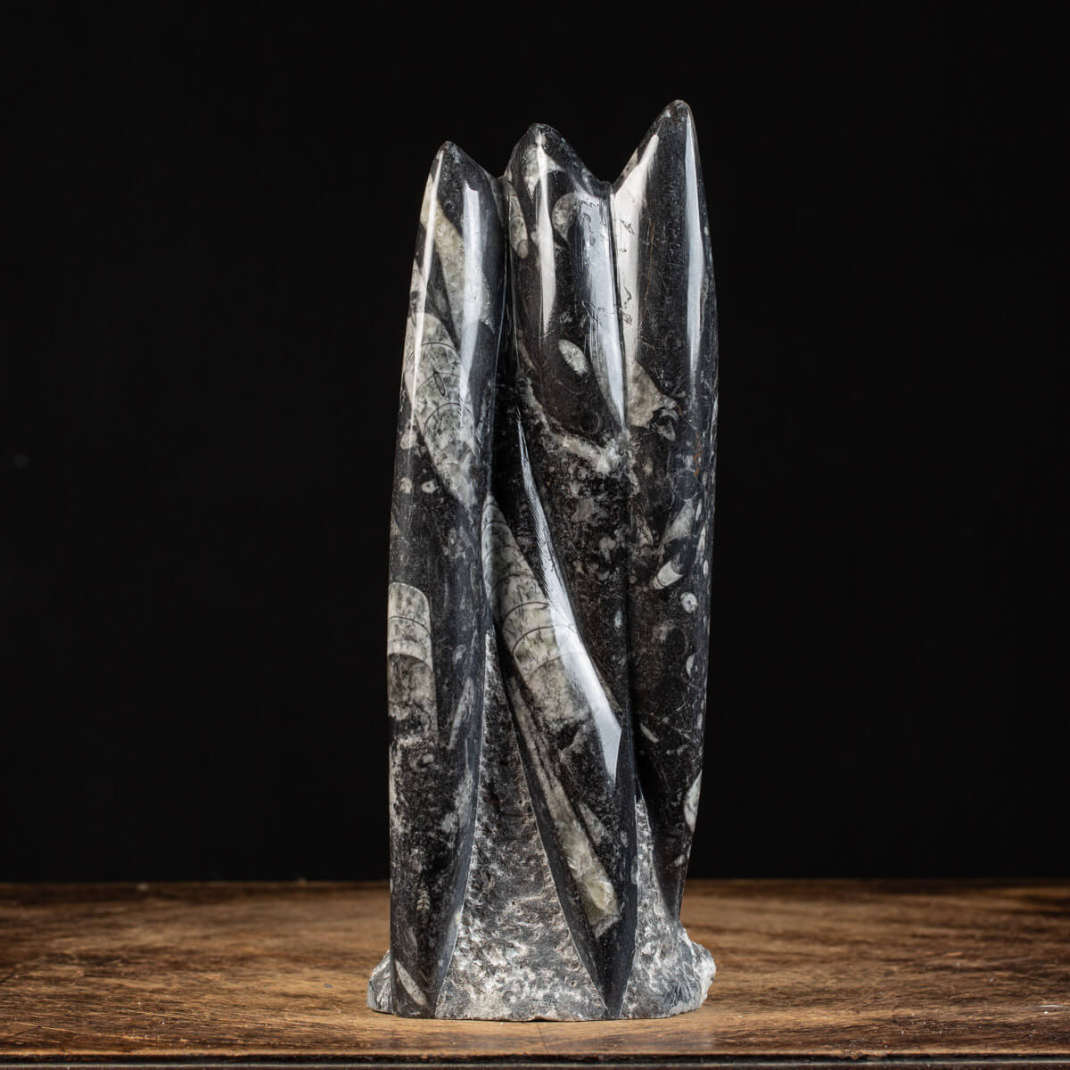 Orthoceras Polished and Polished: Prehistoric Elegance. - ORT-22