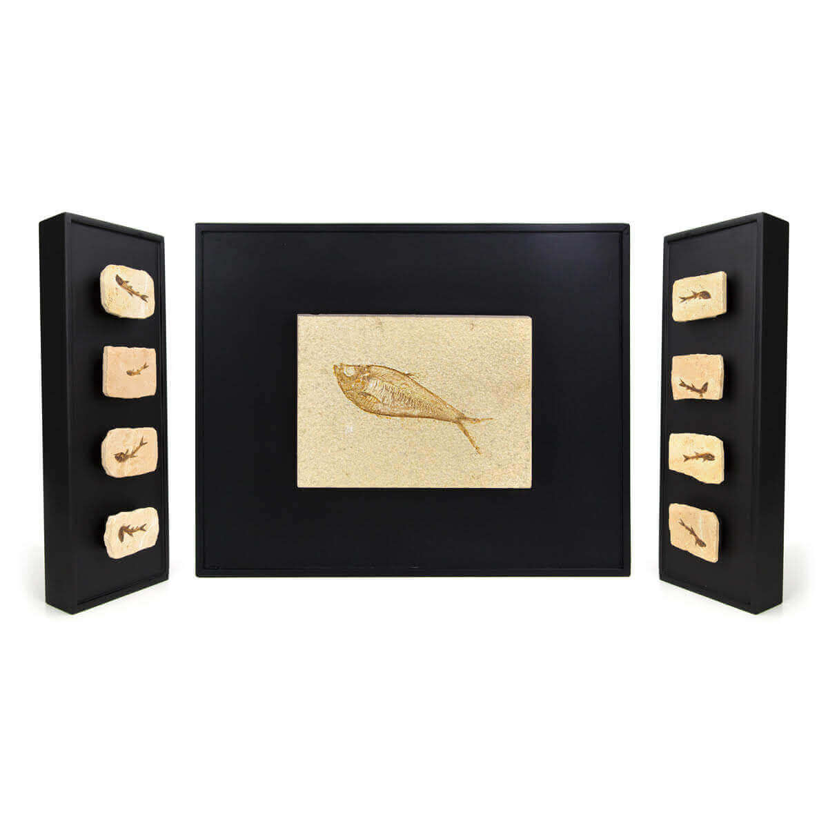 Triptychon von Fossilien auf Leinwand – Green River