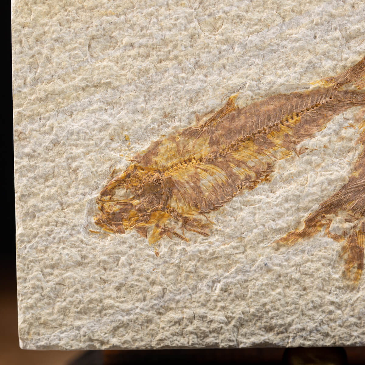 Pesce Fossile - Wyoming