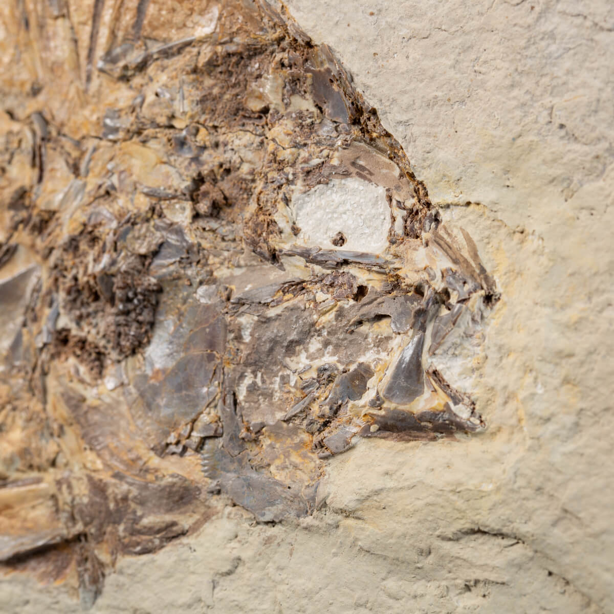 Pesce Fossile - Green River