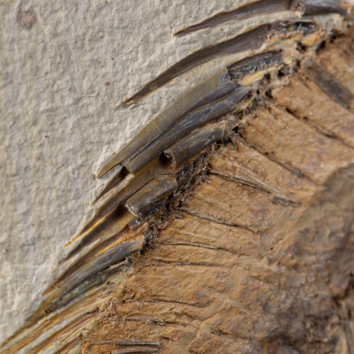 Pesce Fossile - Green River