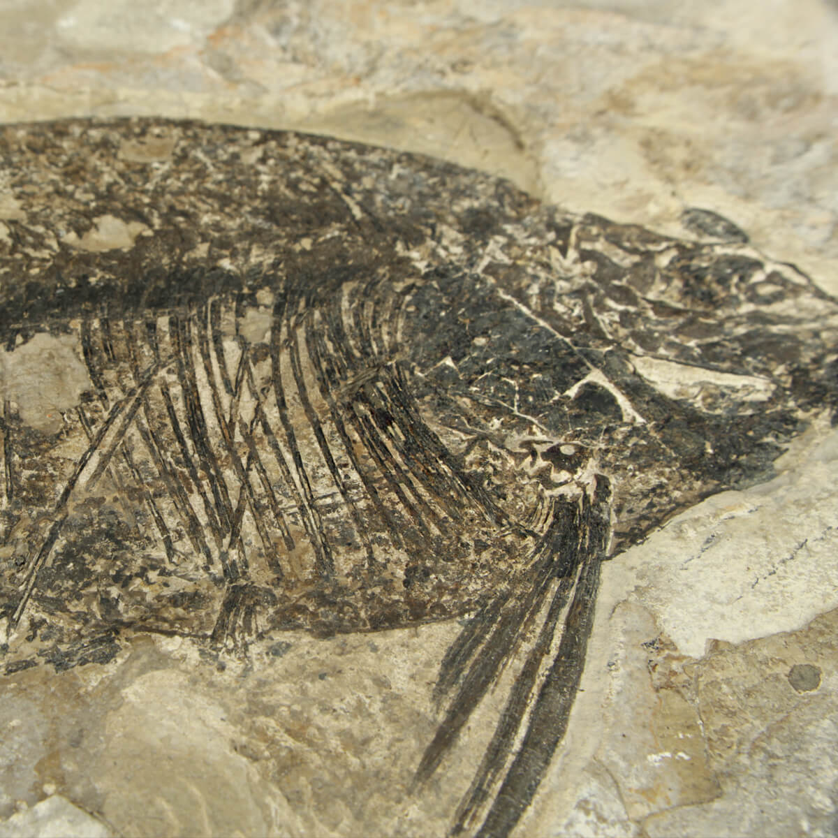 Pesce Fossile