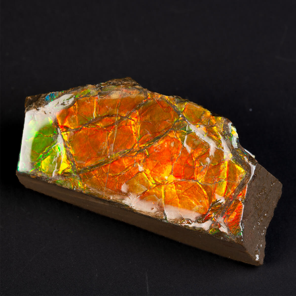 Mineral Art Gallery – Ammolite – Kanada