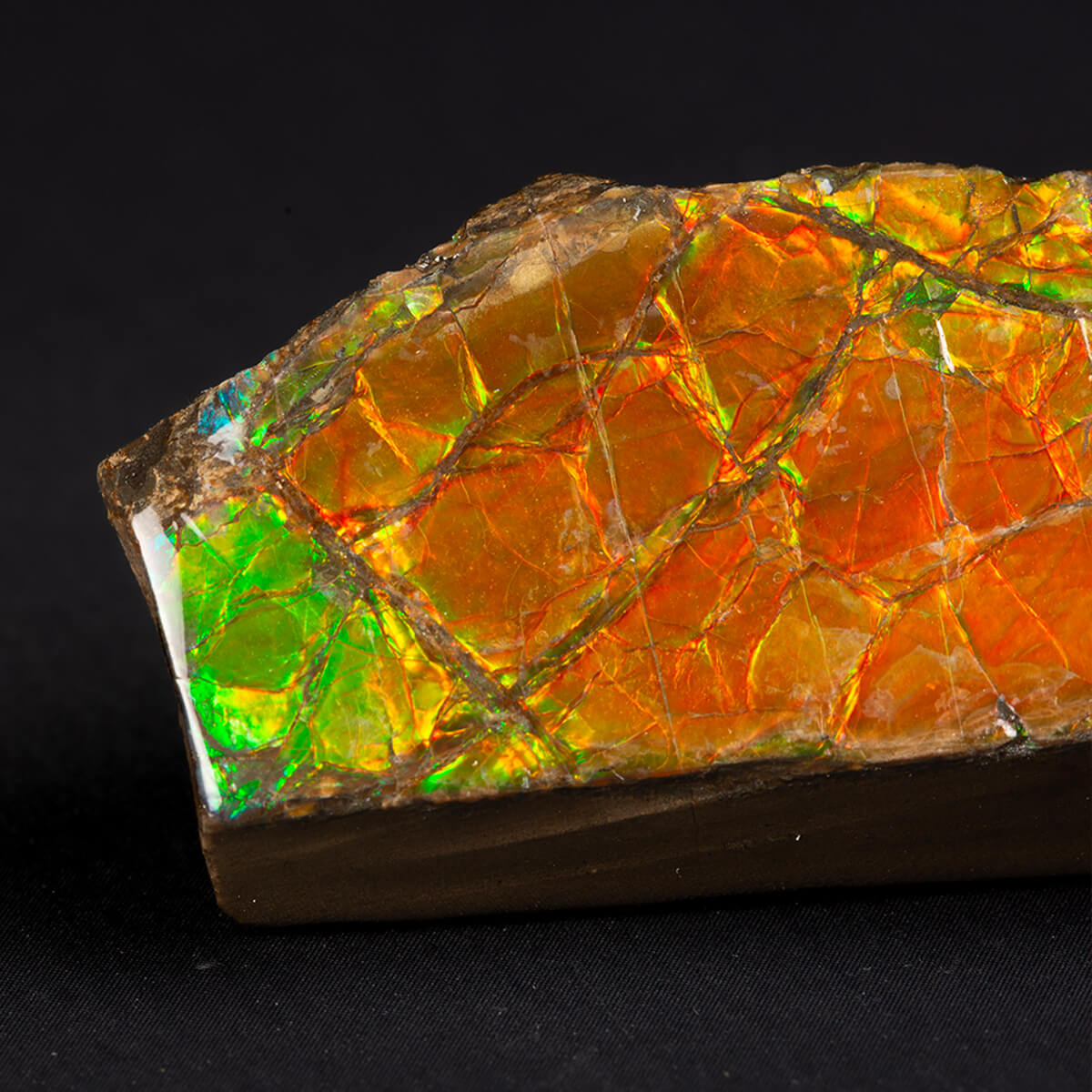 Mineral Art Gallery – Ammolite – Kanada