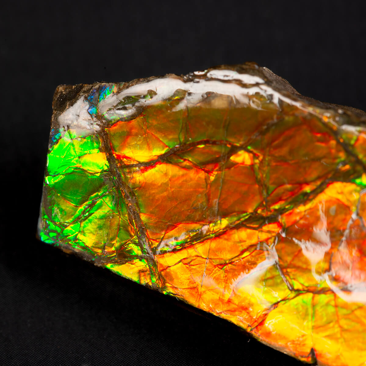 Mineral Art Gallery – Ammolite – Kanada