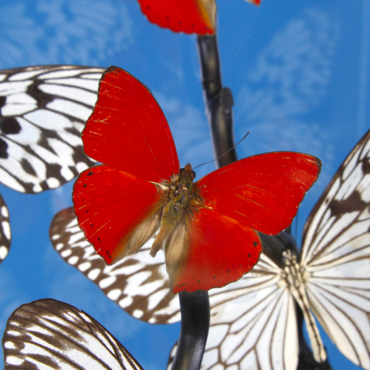 Idea Idea e Cymothoe Sangaris - Farfalle da collezione