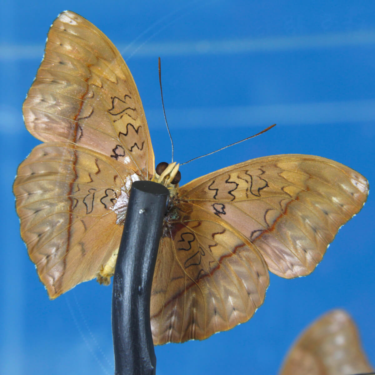 Idea Idea e Cymothoe Sangaris - Farfalle da collezione